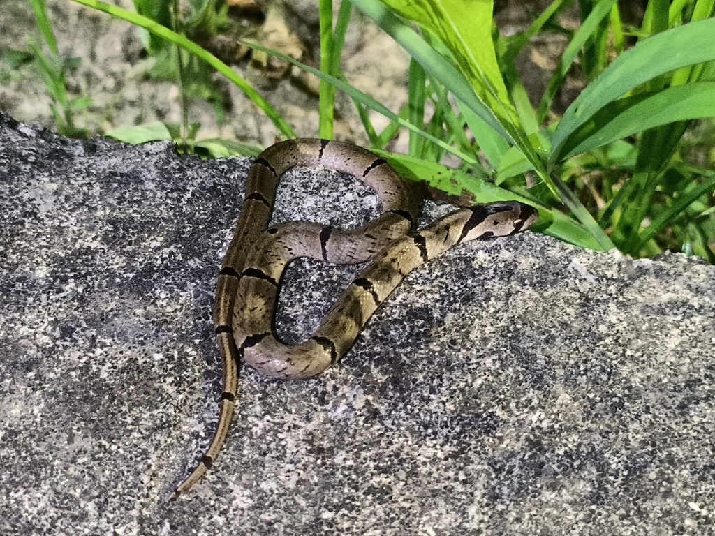 Chinese Kukri Snake from 君子峰 on July 8, 2023 by 豆 · iNaturalist