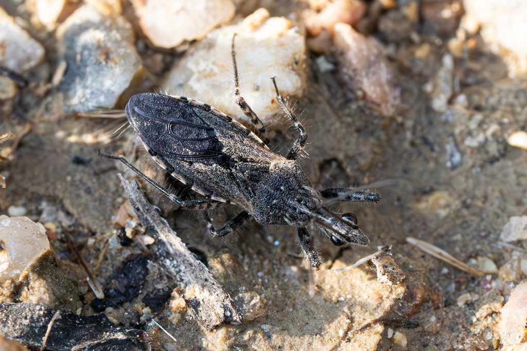 Coranus from 中国河南省郑州市中原区 on October 02, 2024 at 04:23 PM by ysllh ...