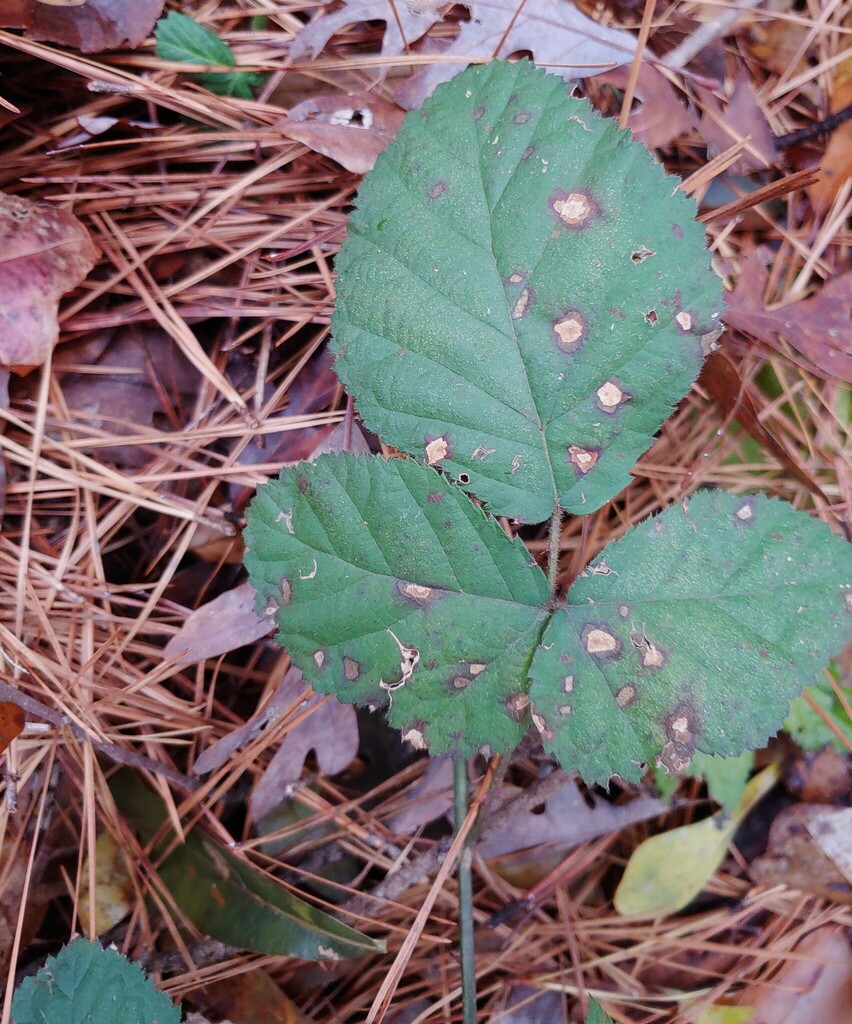 Sphaerulina from Mountain Park, GA, USA on December 11, 2024 at 11:41 ...
