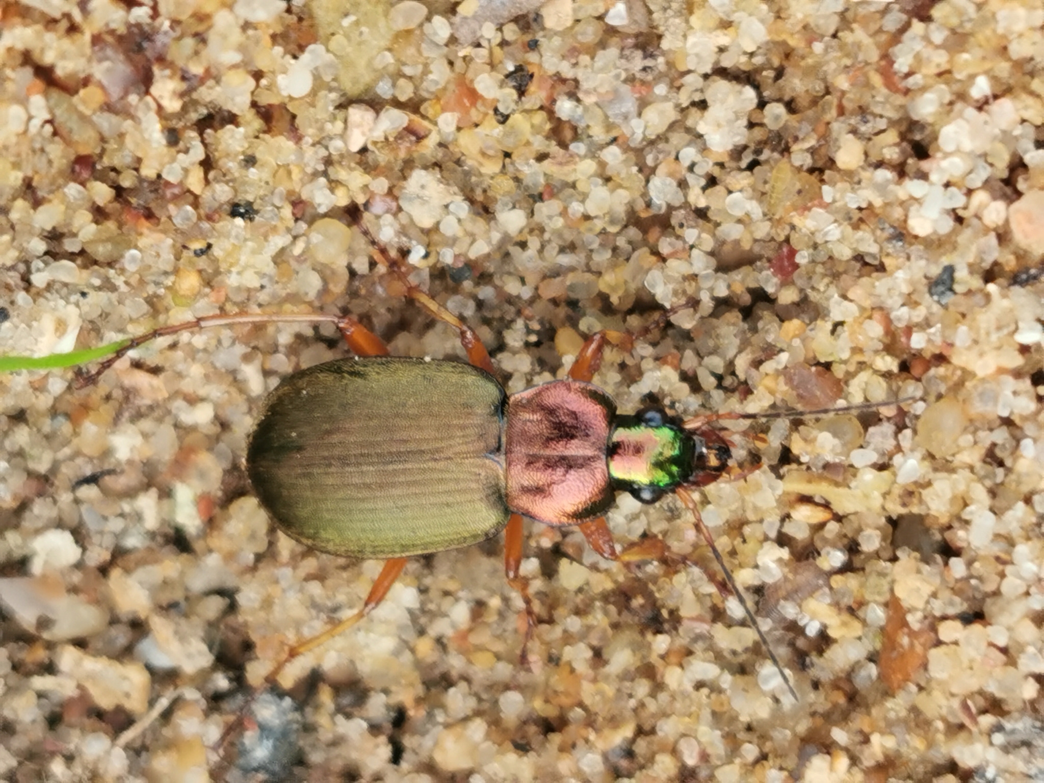 Chlaenius nitidulus (Schrank, 1781)