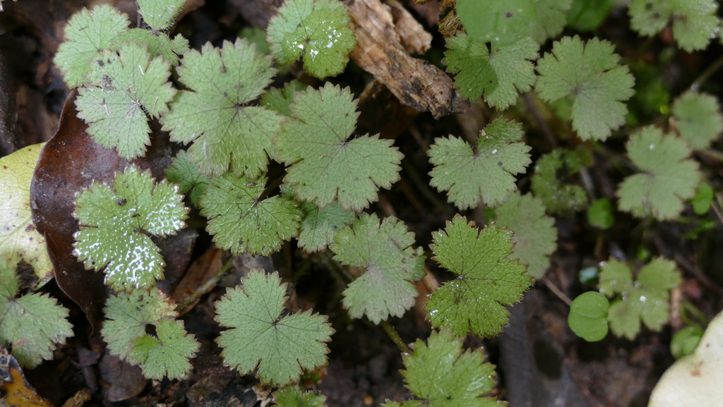 Hairy Pennywort (Partidgeberry, Teaberry, Wintergreens, et al ...
