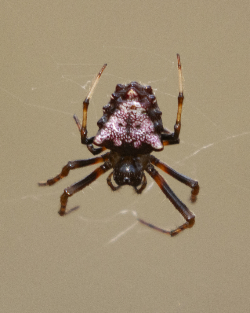 Arrowhead Orbweaver from FM 436 Belton, Bell County, TX, USA on ...