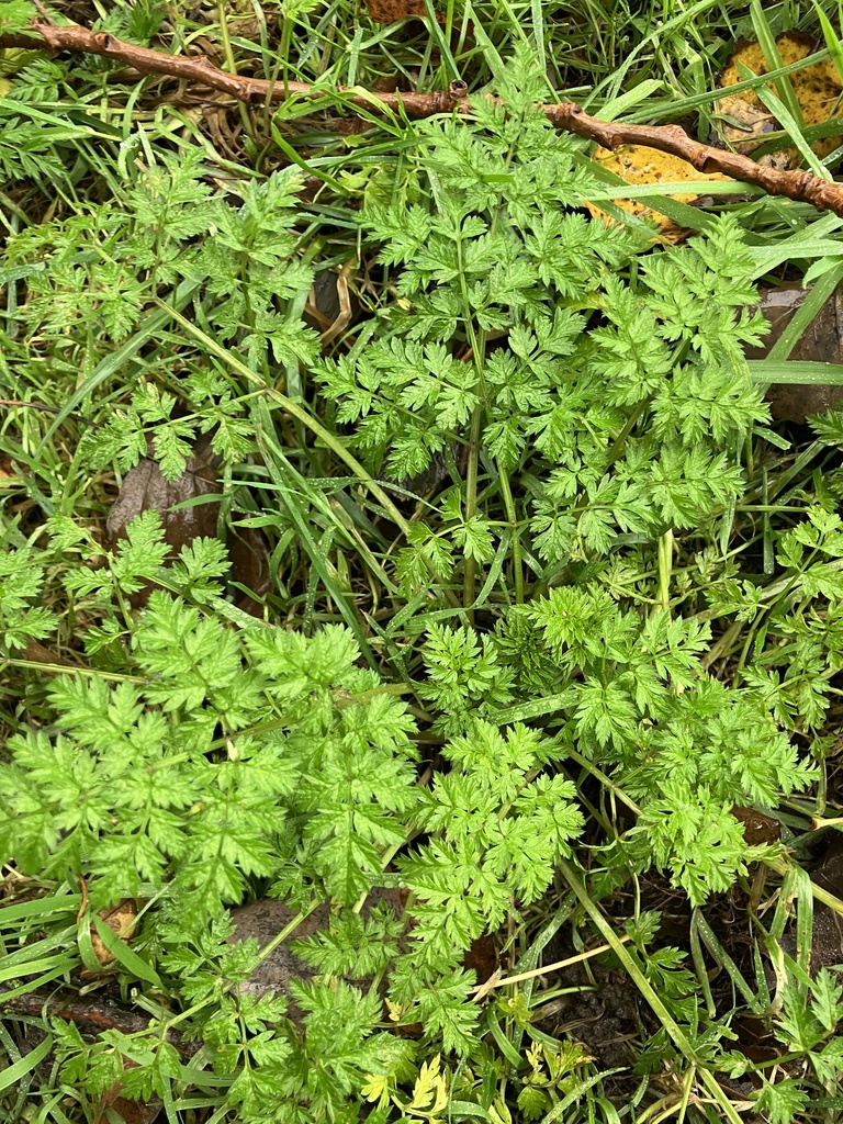 Cow Parsley from Ann Street, Stockport, England, GB on 15 December ...