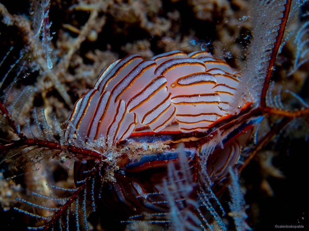 Doughnut Doto from Tulamben, Villa Alba, Bali, Indonesia on December 23 ...