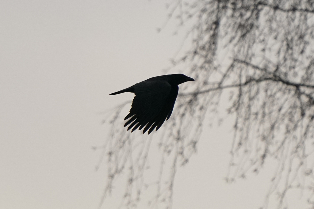 Carrion Crow from Braunschweig, Niedersachsen, Germany on December 15 ...