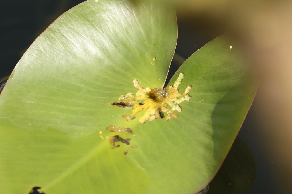 White-tailed Diver Moth from Miami-Dade County, FL, USA on October 31 ...