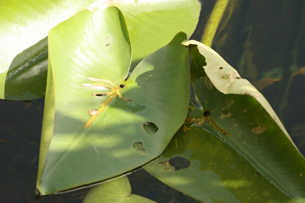 White-tailed Diver Moth from Miami-Dade County, FL, USA on October 31 ...
