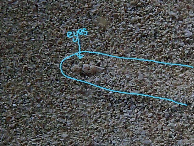 Tommyfish from Three Mile Reef, Australia on December 14, 2024 at 08:14 ...