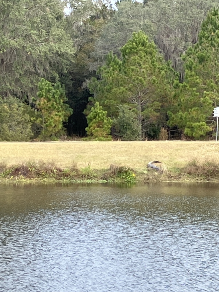 American Alligator from Paynes Prairie Preserve State Park, Gainesville ...
