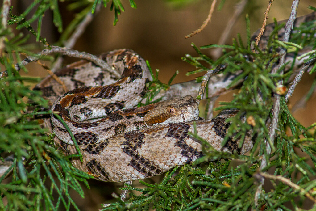 Timber Rattlesnake from Hagerman National Wildlife Refuge, 6465 Refuge ...