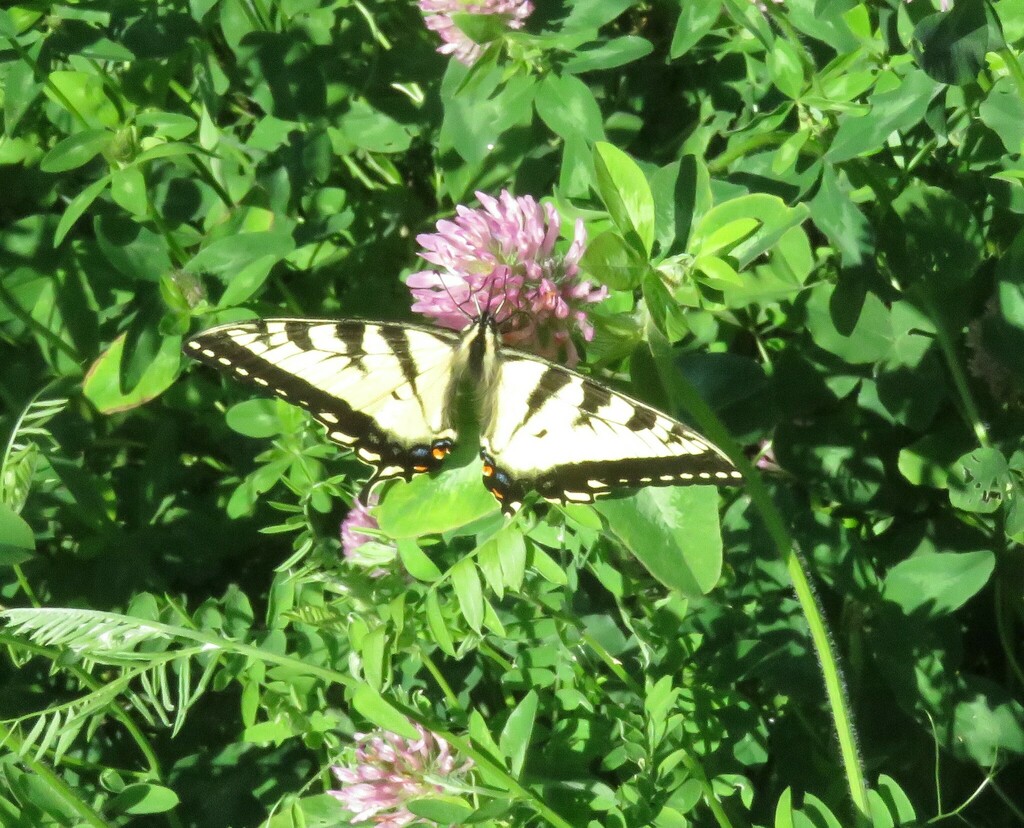 Eastern Tiger Swallowtail Complex from Milton, VT 05468, USA on June 13 ...