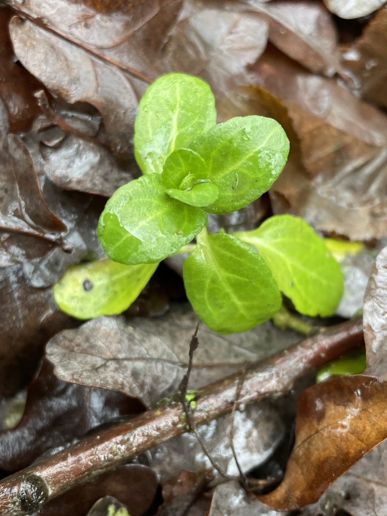 Brooklime from Park Road, London, England, GB on December 15, 2024 at ...