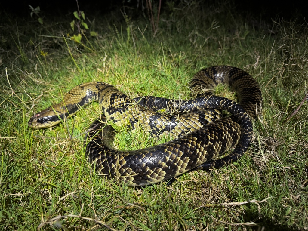 False Water Cobra in December 2024 by Jeremy P. · iNaturalist
