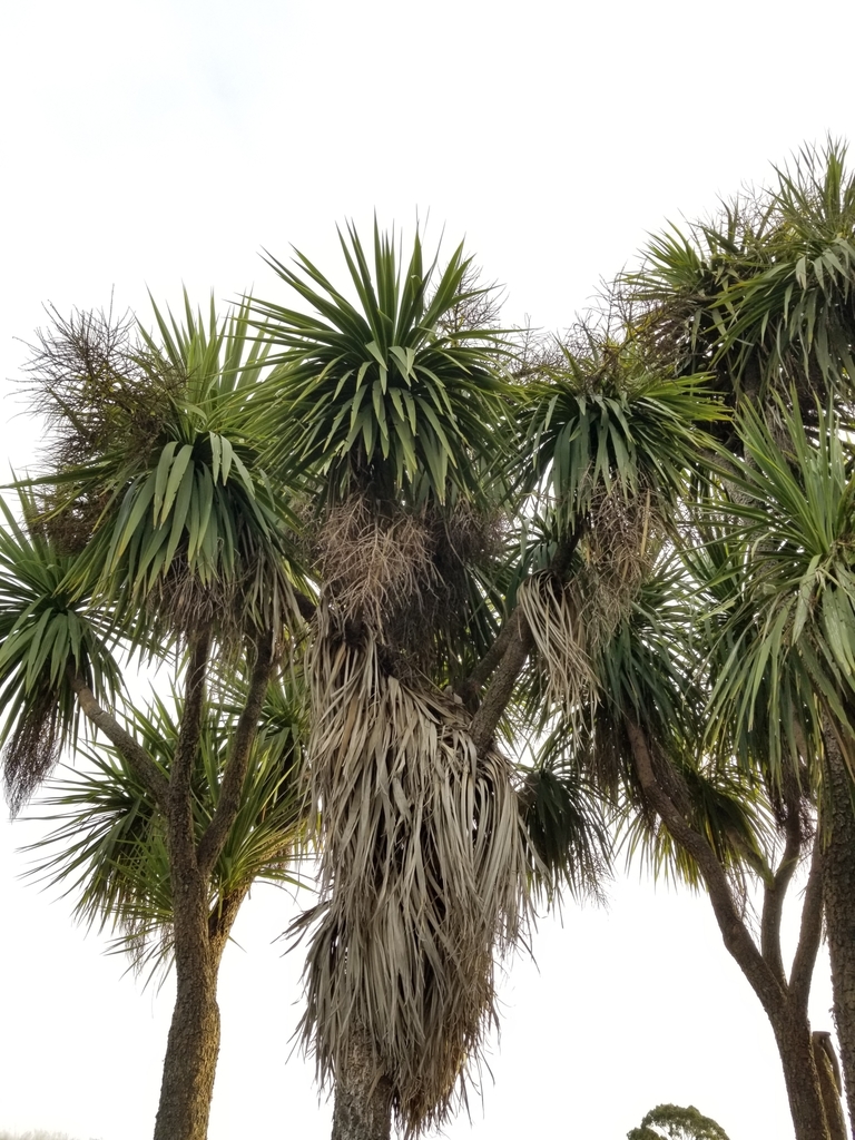 New Zealand cabbage tree from Kennedys Bush, Christchurch, New Zealand ...