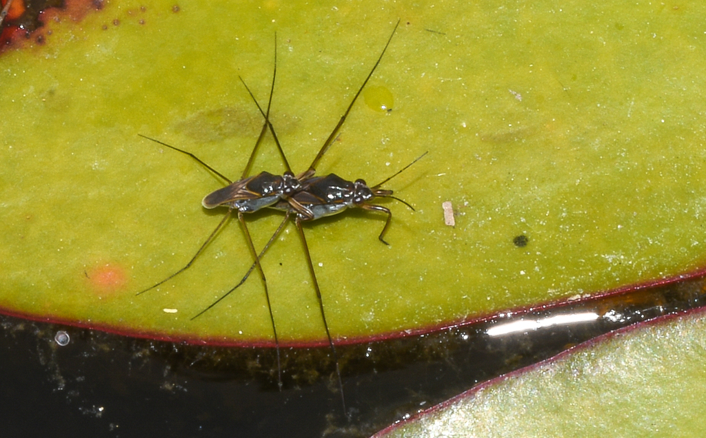 Neogerris from Cantá - State of Roraima, 69390-000, Brazil on December ...