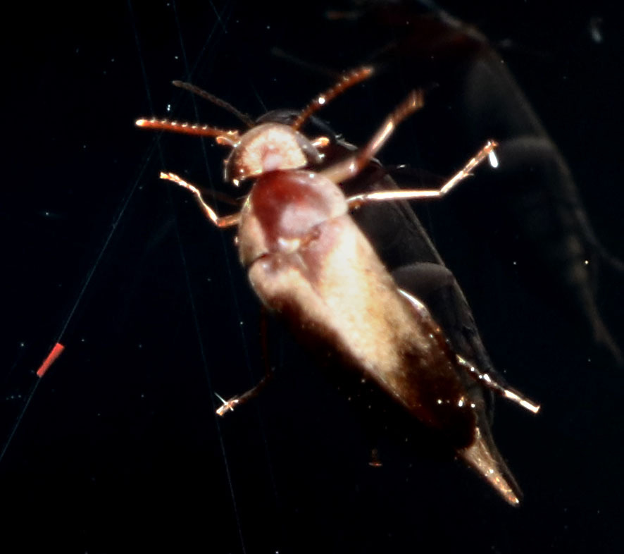 Tumbling Flower Beetles in November 2024 by juliegraham173 · iNaturalist