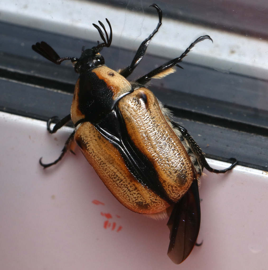 Cowboy Beetle in November 2024 by juliegraham173 · iNaturalist