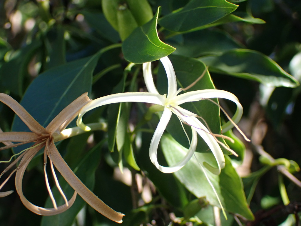 Caribbean Princewood from North Key Largo, FL 33037, USA on November 24 ...