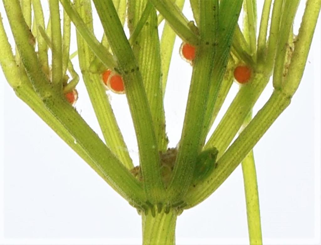 common stonewort (Chara vulgaris) - Botanical Realm
