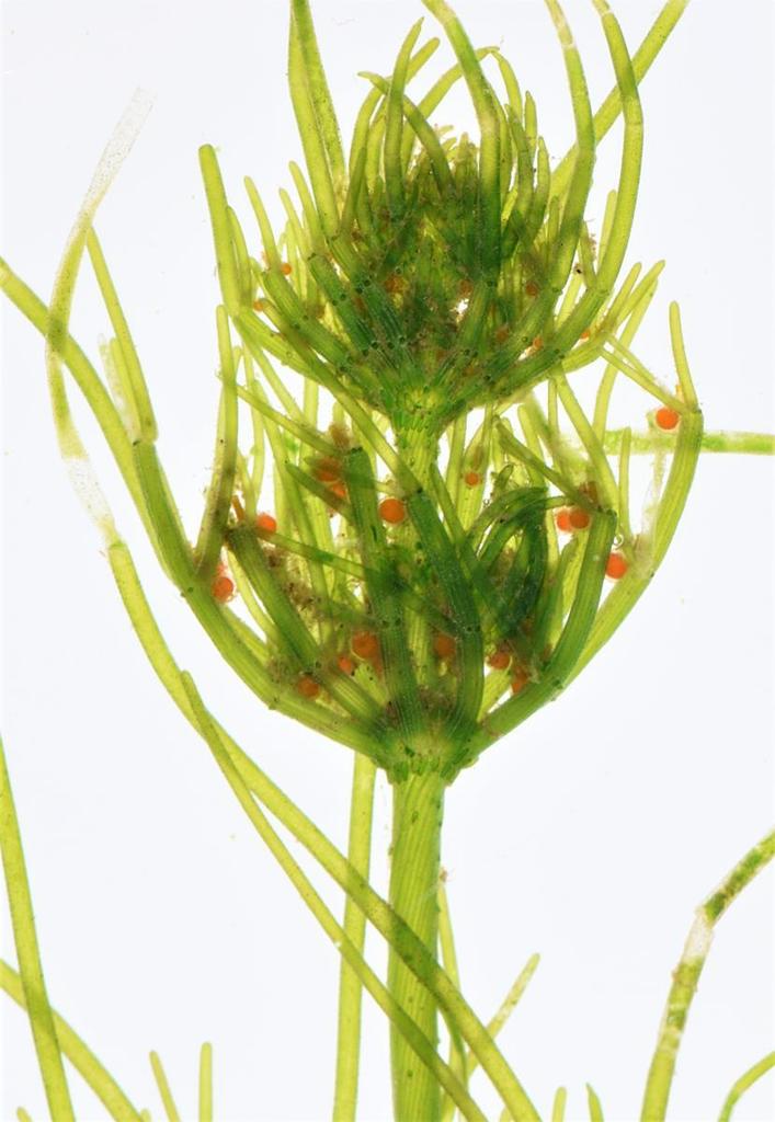 common stonewort (Chara vulgaris) - Botanical Realm
