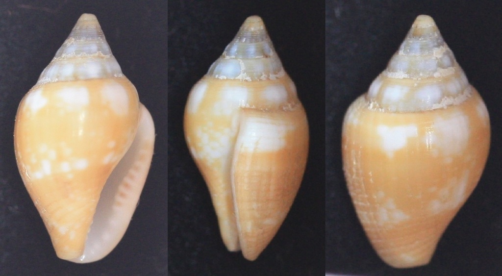 Rustic Dove-shell from Attica, Attica, GR on October 2, 2019 by ...