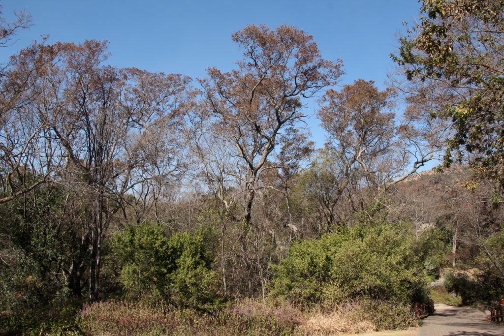 river bushwillow (Combretum erythrophyllum) - Botanical Realm