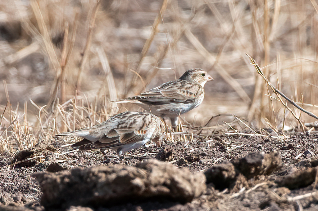 Thick-billed Longspur from Stakeout Lapland Longspur, Davis Pasture ...