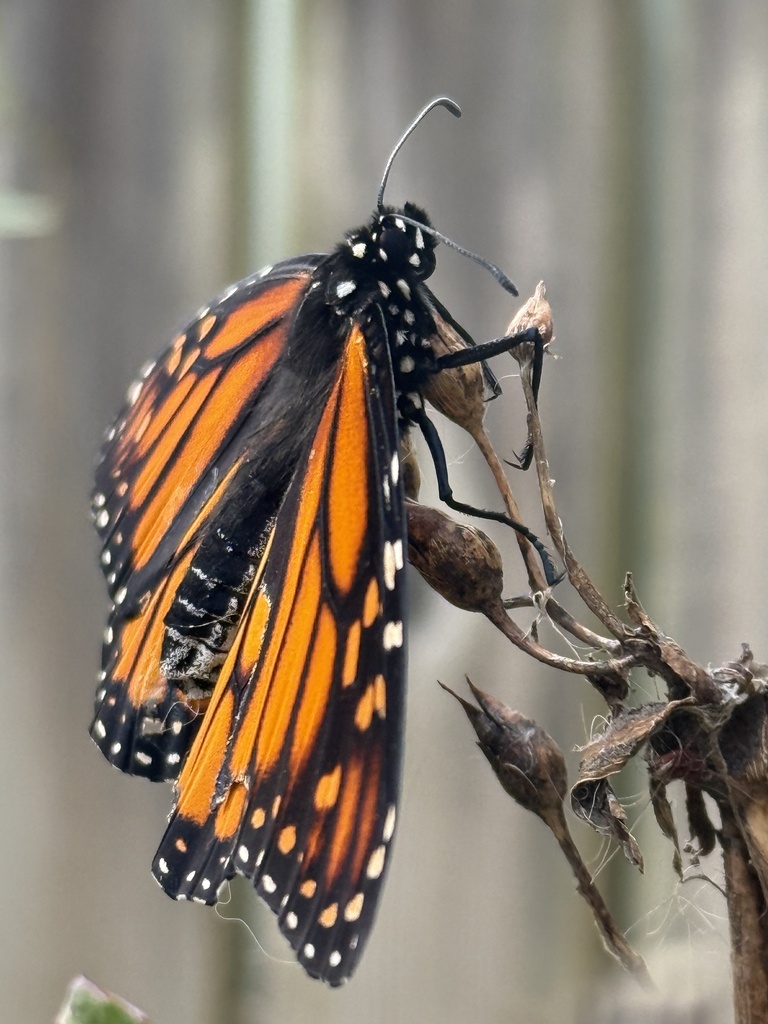 Monarch from Escarda Ct, Arcata, CA, US on December 15, 2024 at 12:42 ...
