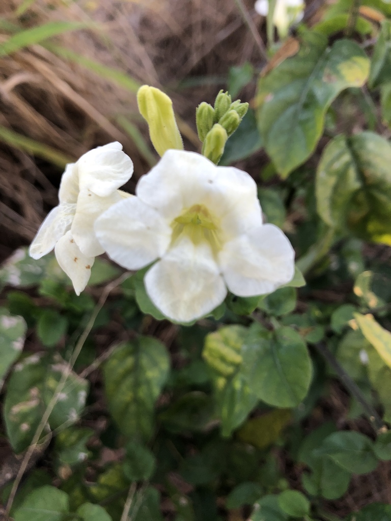 Asian Coromandel from Robertson Park, Town Common, QLD, AU on July 19 ...