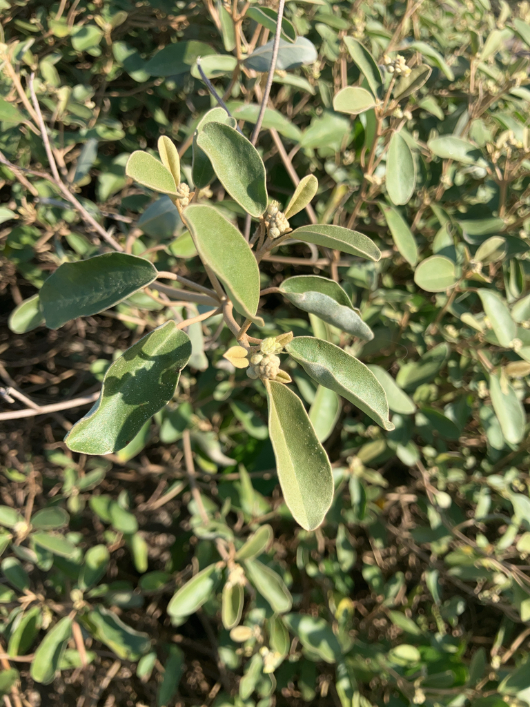 Beach Croton from Tecolutla, MX-VE, MX on December 14, 2024 at 02:16 PM ...