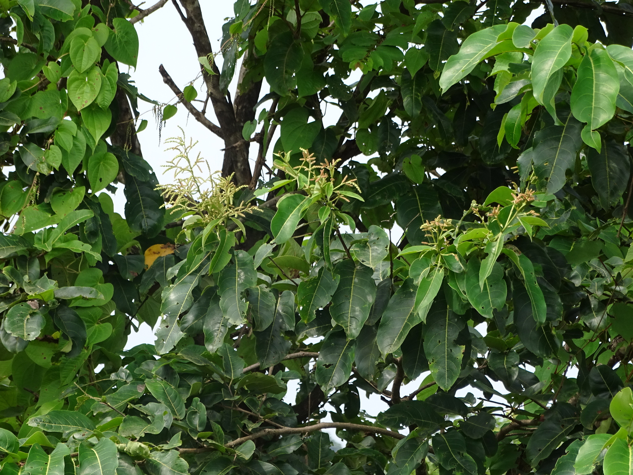 Terminalia paniculata Roth