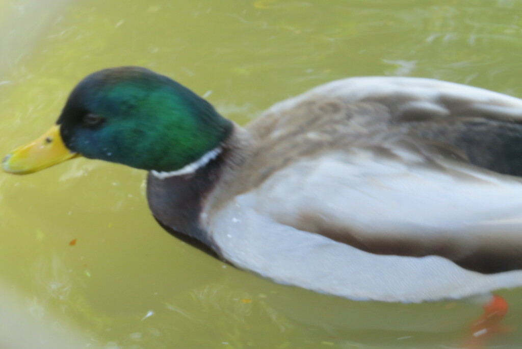 Mallard from Woods Valley Rd, Valley Center, CA 92082, USA on December ...