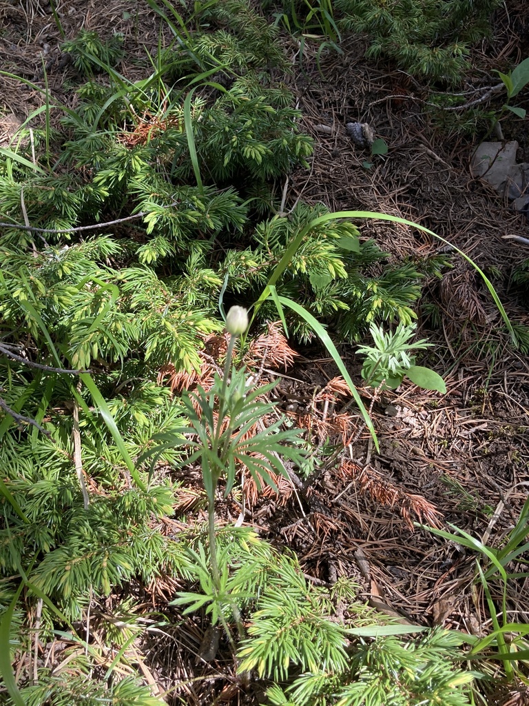 Cutleaf Anemone from Kananaskis, AB T0L, Canada on June 24, 2024 at 10: ...