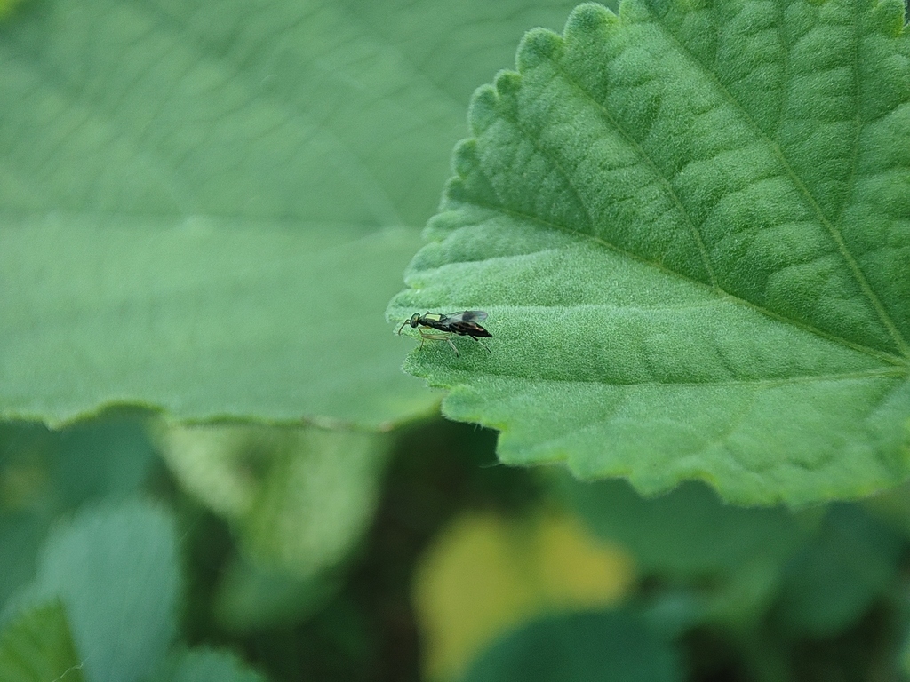 Neanastatus from Elathur Lake (இலத்தூர் குளம்), Elathur ...