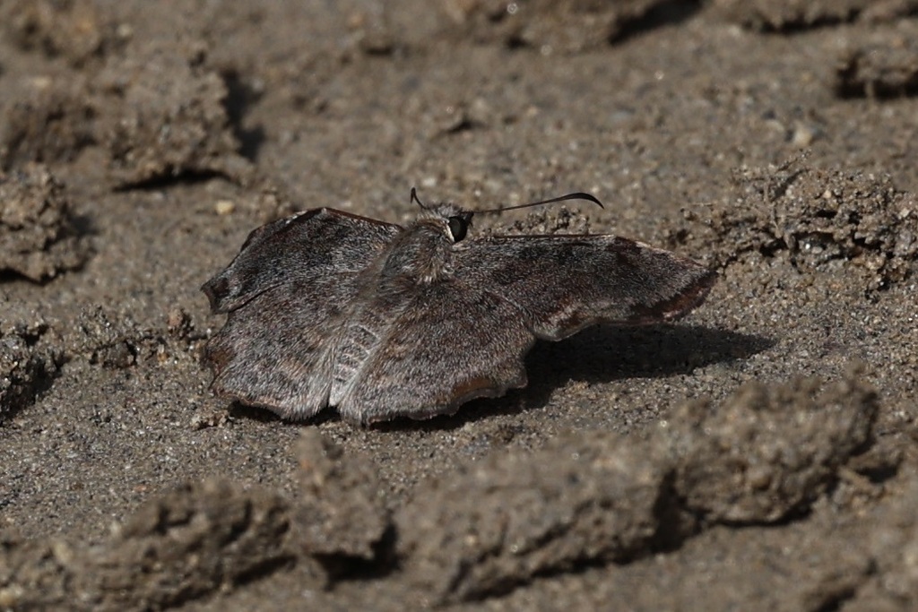Common Spurwing from Playa Zipolite, Oax., Mexico on December 15, 2024 ...