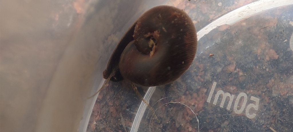 Planorbella from Elathur Lake (இலத்தூர் குளம்), Elathur ...