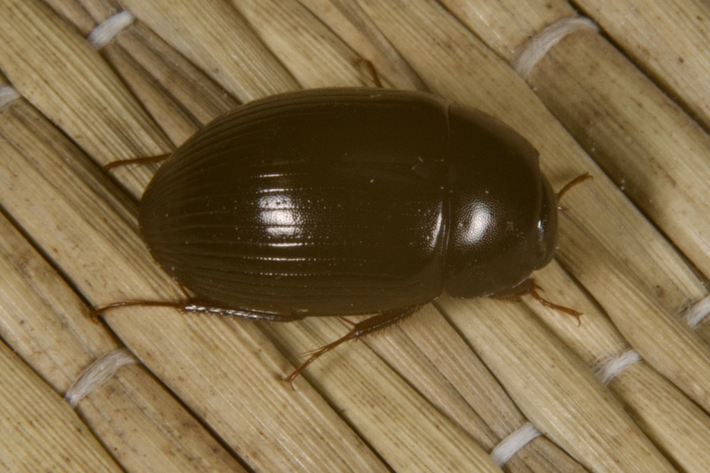 Hydrobius from Pilisborosjenő, 2097 Hungary on June 30, 2024 at 10:36 ...