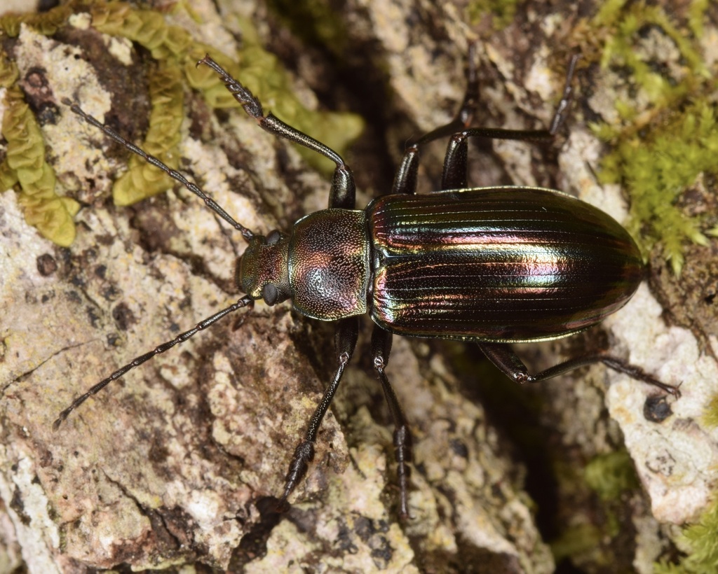 Rainbow Beetle from Canton, GA, USA on April 20, 2020 by skitterbug ...