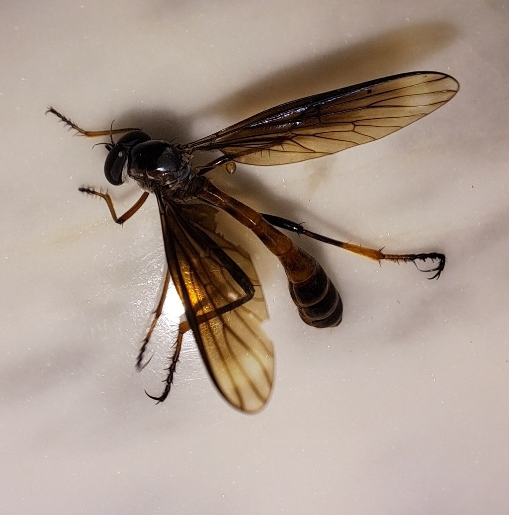 Ammophilomima from JV48+C9J, Kuala Kencana, Mimika Regency, Papua 99910 ...