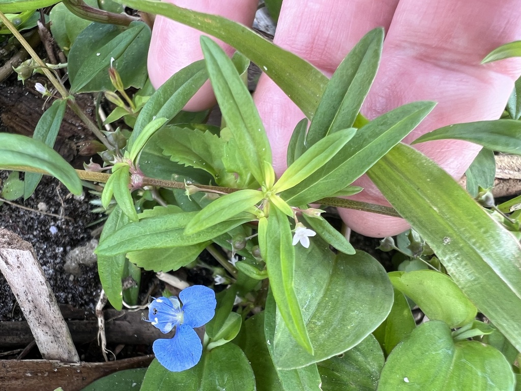 Old World Diamond Flower from Port Saint Lucie, FL, US on December 15 ...