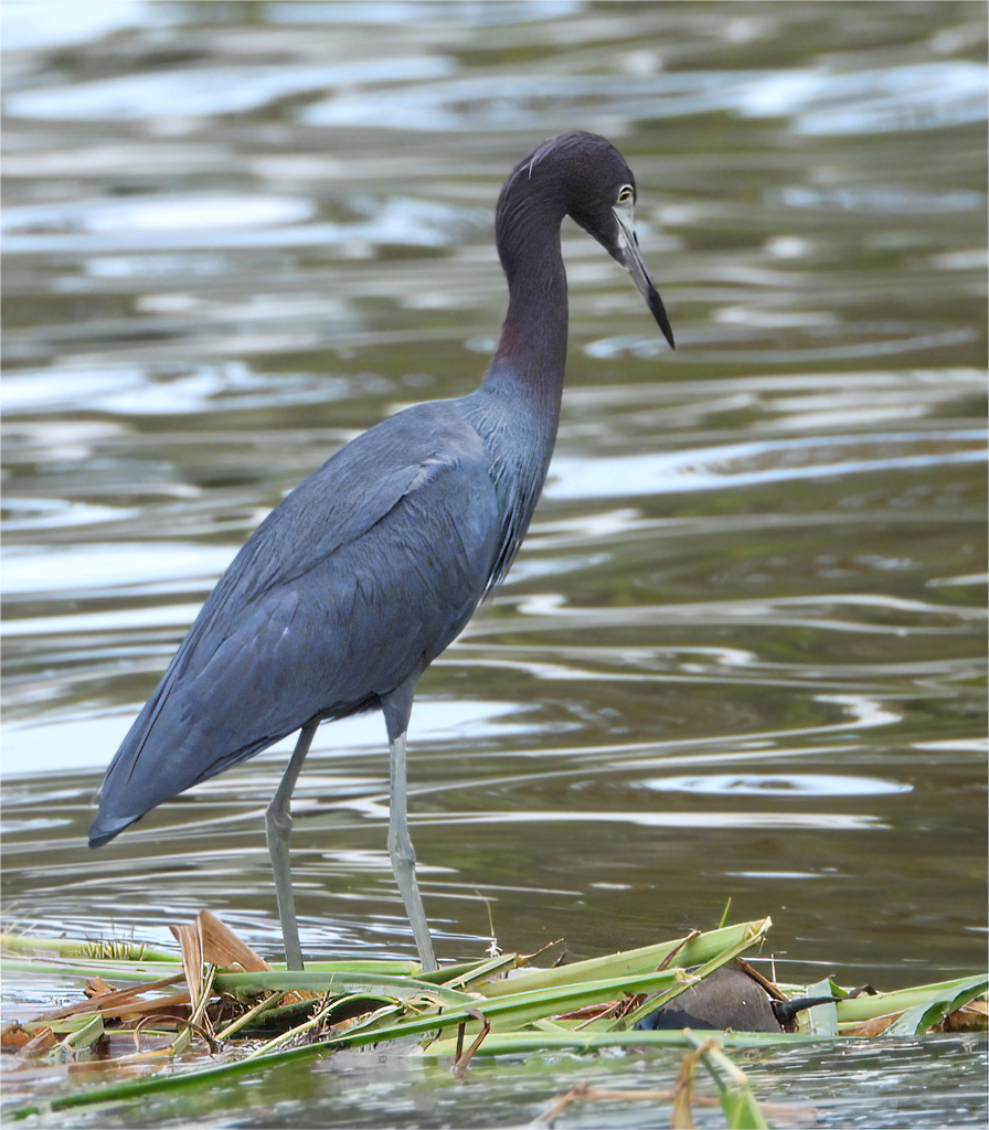Little Blue Heron from Limón Province, Pococí, Costa Rica on December 5 ...