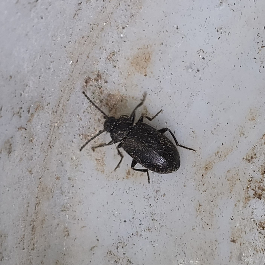 Anaedus from Parada de Buses el Cristo, 202, San José Province, San ...