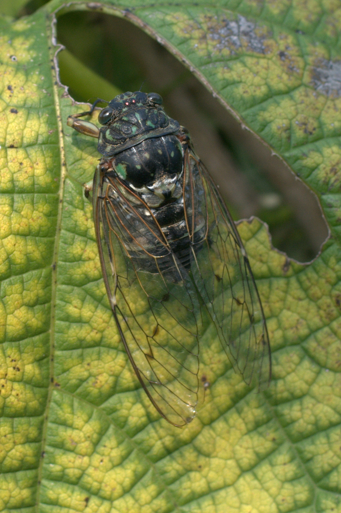 Robust Cicada from Спасский р-н, Приморский край, Россия on September 2 ...