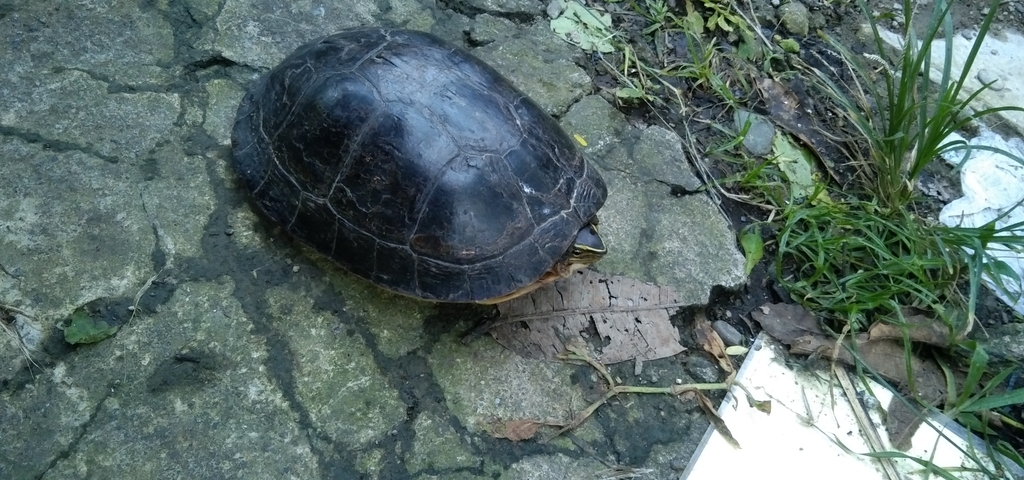 Sunda Box Turtle from Narra, PH-PL, PH on December 15, 2024 at 05:38 PM ...