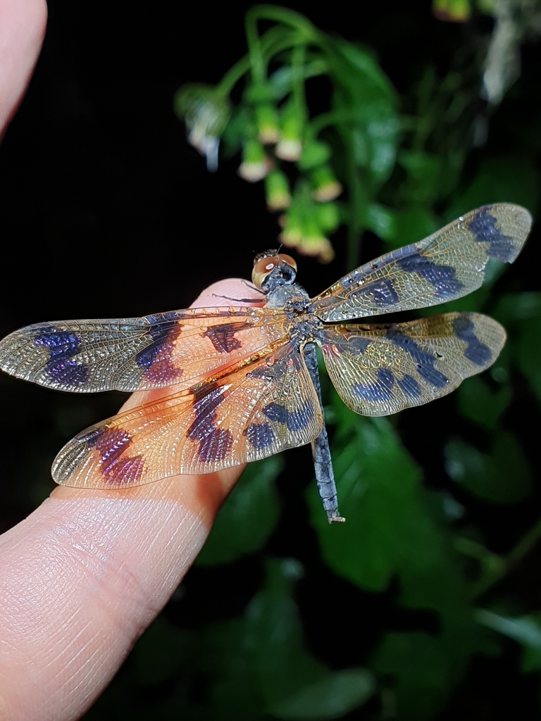 Graphic Flutterer from Ross Road Park on December 14, 2024 at 09:13 PM ...