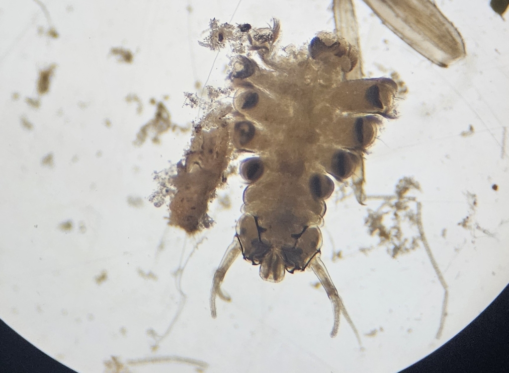 Deuterophlebia coloradensis from Eldorado Springs, CO, USA on July 08 ...