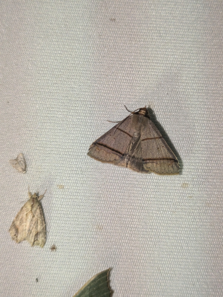 Plecoptera recta from F6HJ+5VJ, Vilavancode, Tamil Nadu 695505, India on November 26, 2024 at 04 ...