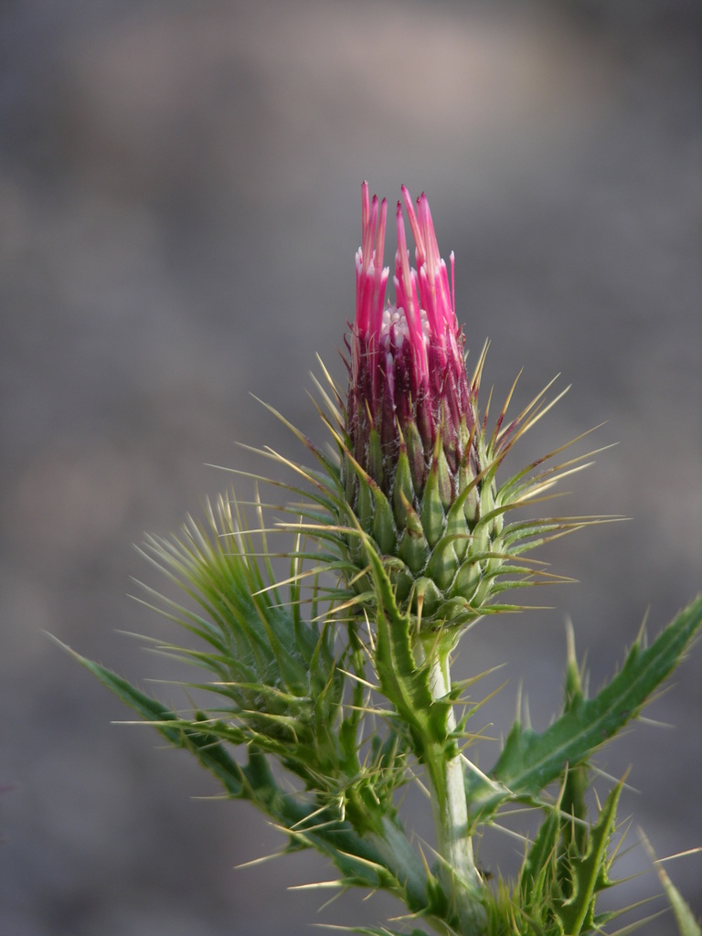 Cirsium arizonicum (plantas silvestres en la Ciudad) · iNaturalist
