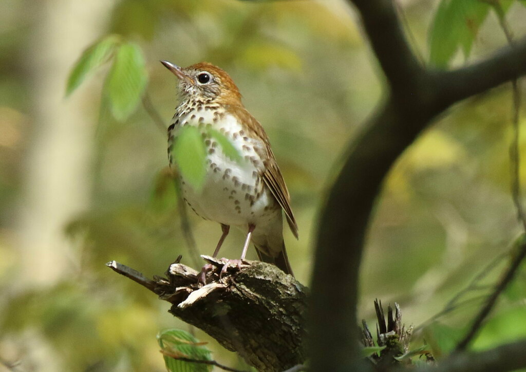 Wood Thrush from Grindstone Campground Smyth County, VA, USA on May 13 ...