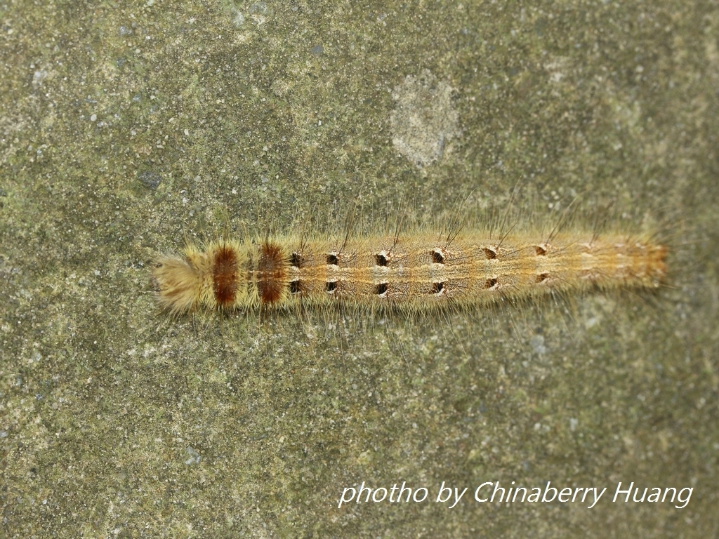 Common Duffer (Common Caterpillars of Hong Kong) · iNaturalist